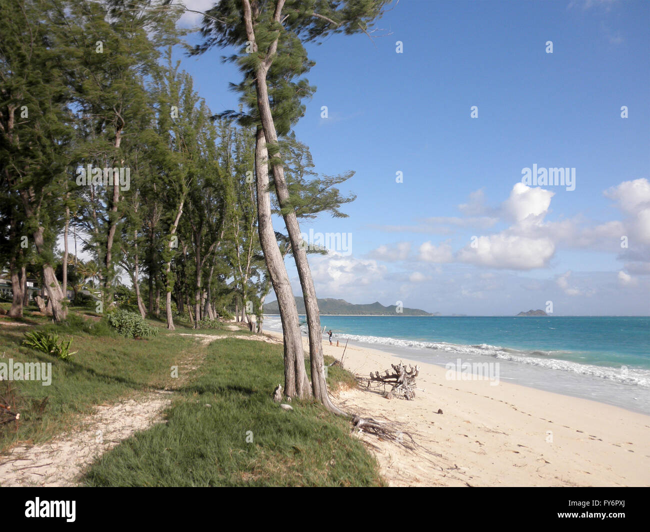 Path With Pine Needle trees lined with grasses along the shore. Gentle ...