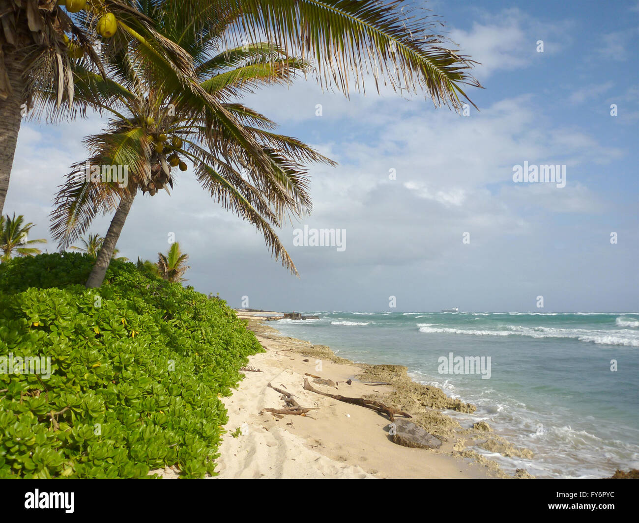 Coconut tree on Beach at Barbars Point on Oahu, Hawaii Stock Photo - Alamy
