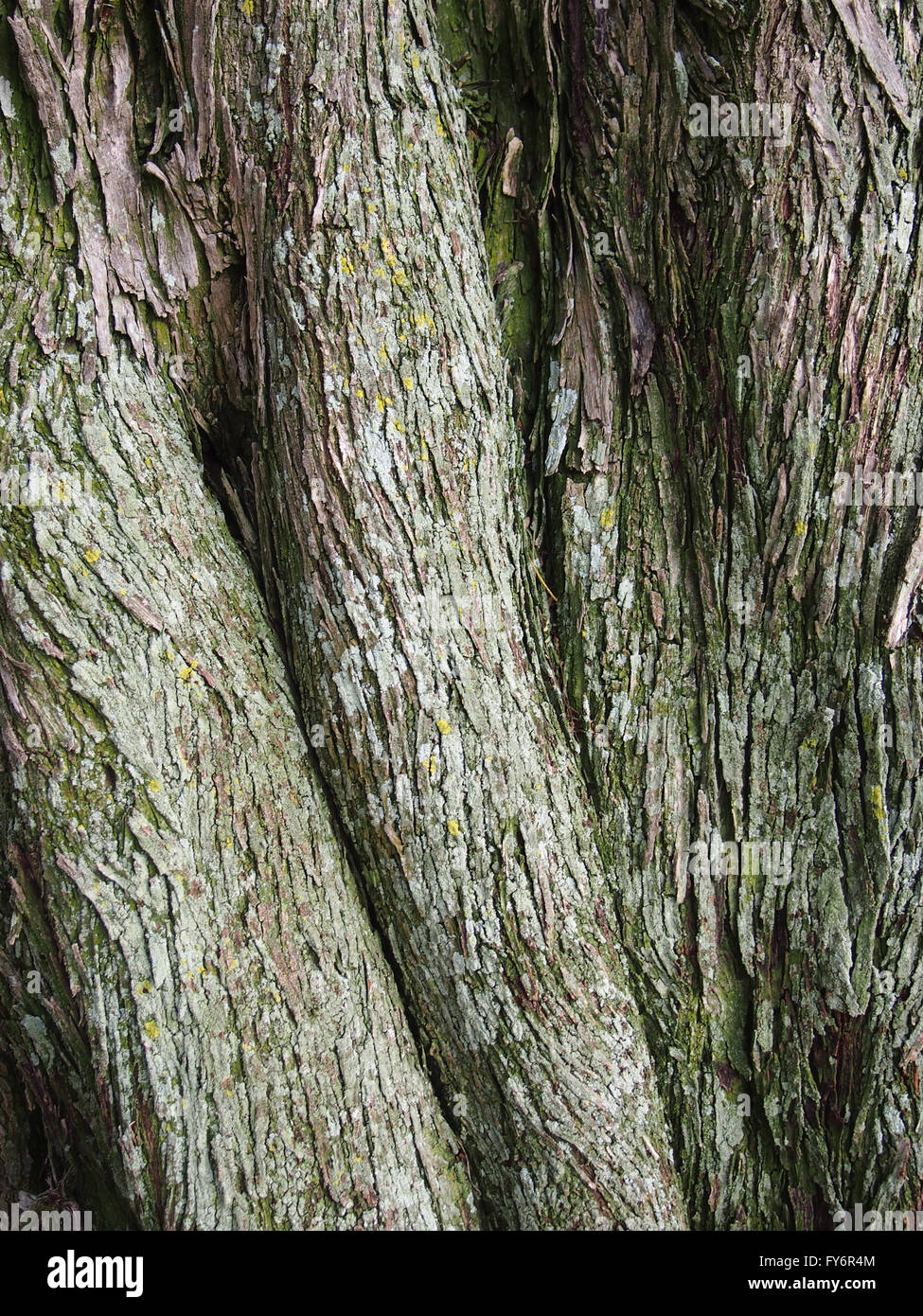 Curvy tree bark with green shade and yellow dots Stock Photo - Alamy