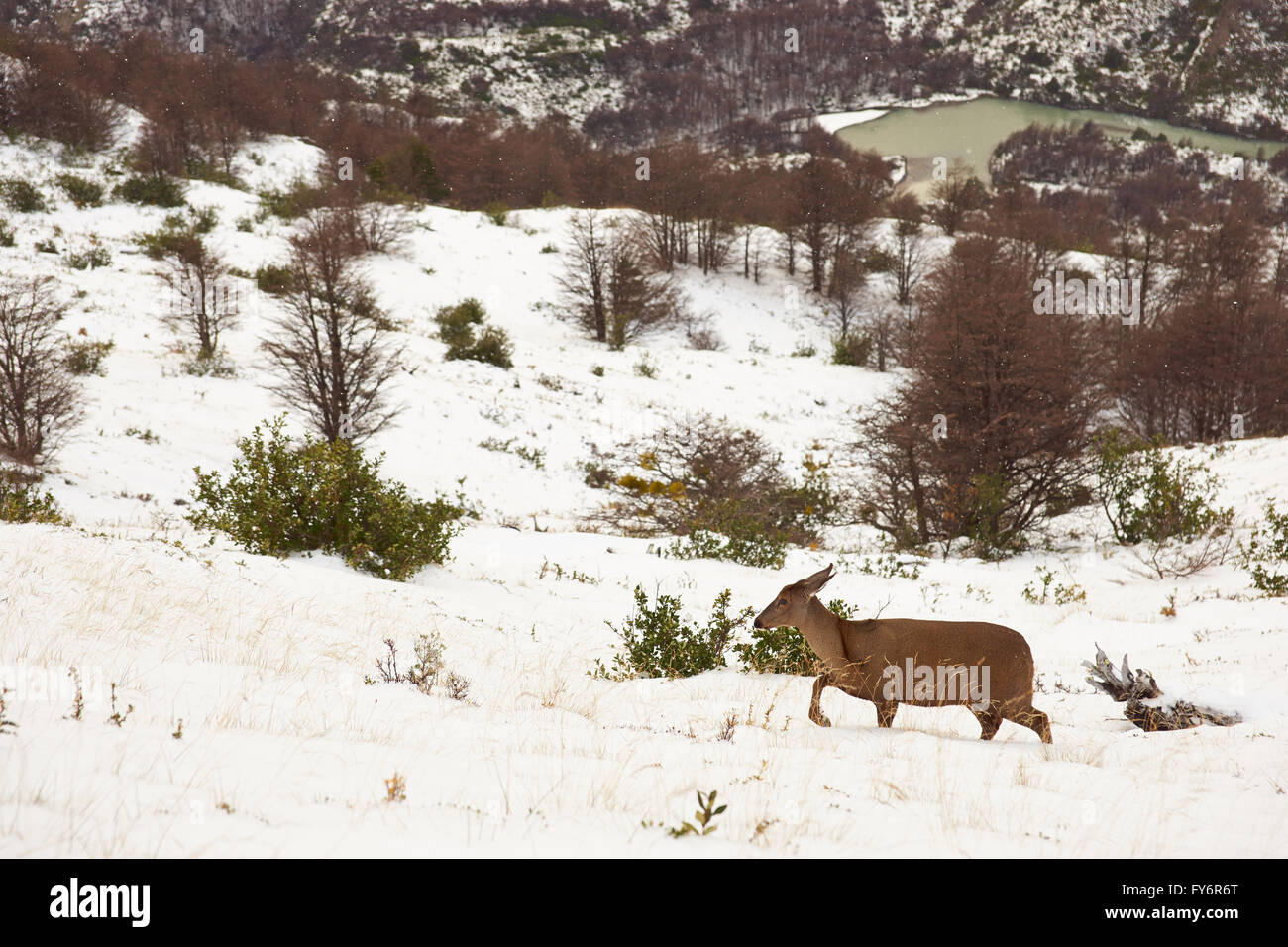 Guemal in deep snow on a mountain side in winter in Torres del Paine ...