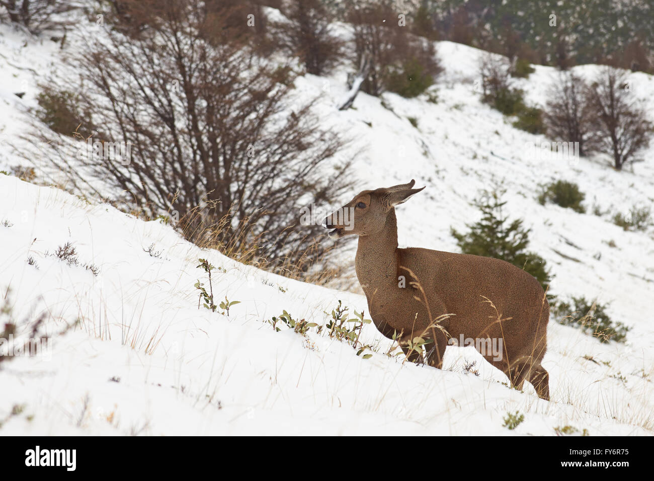 Guemal in deep snow on a mountain side in winter in Torres del Paine ...