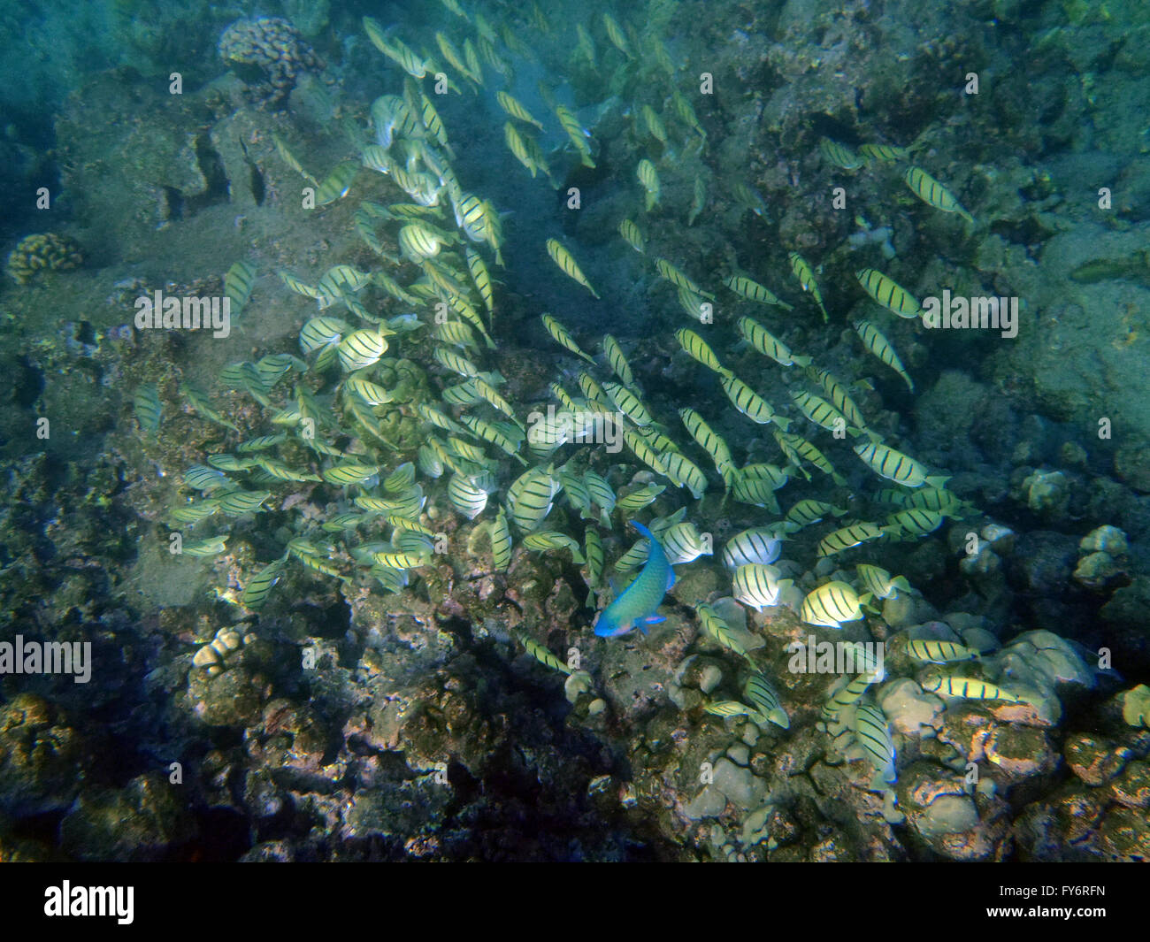 School of Yellow Tang Fish and a Parrot fish in Hanamau Bay Stock Photo ...