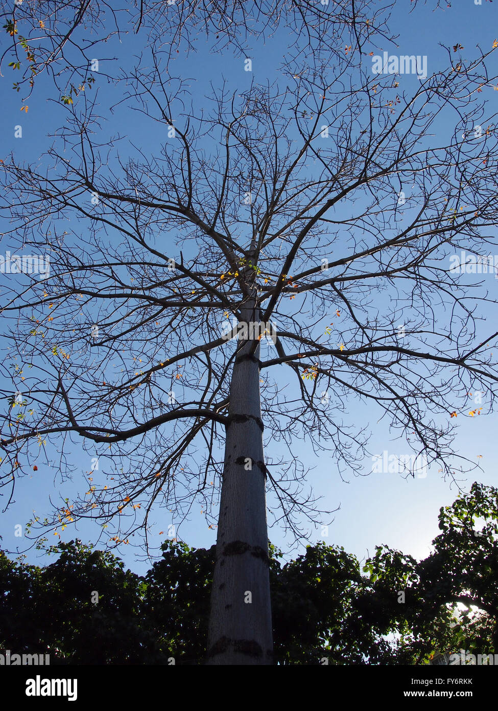 Fallen off tree hi-res stock photography and images - Alamy