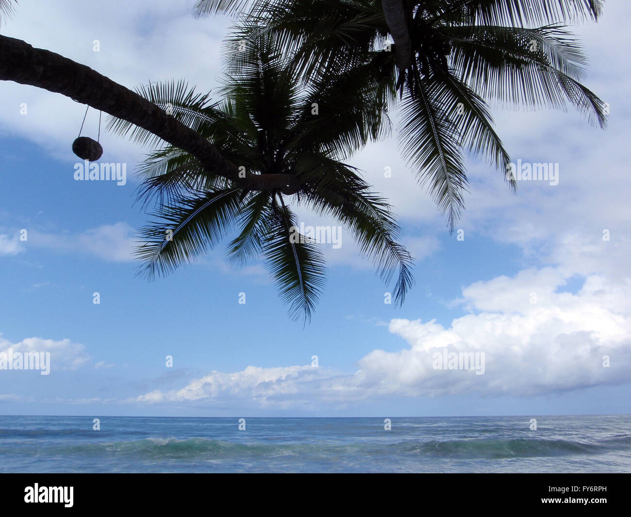 Coconut trees overhang the lapping waves of the Pacific ocean in Costa ...
