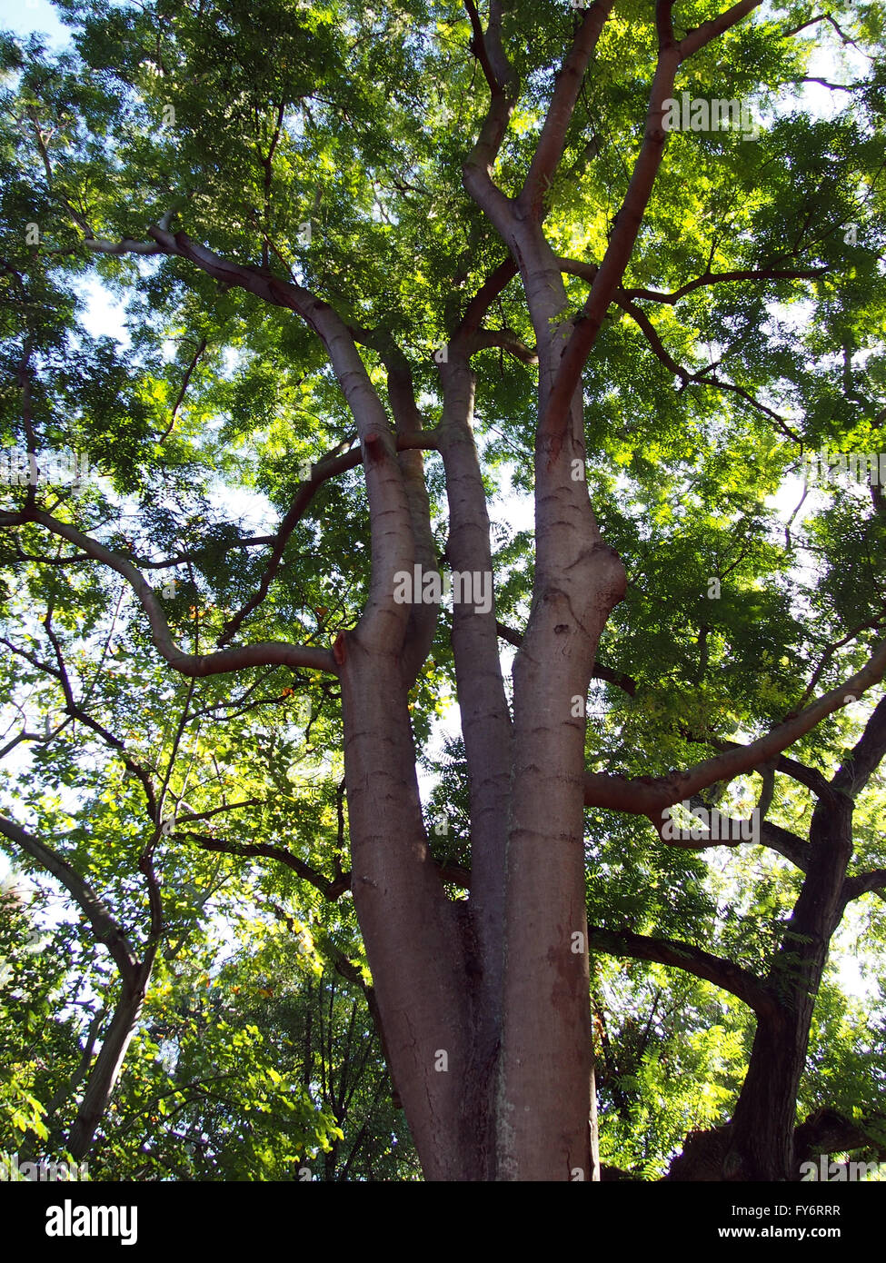 Light shines into large tropical tree Stock Photo - Alamy