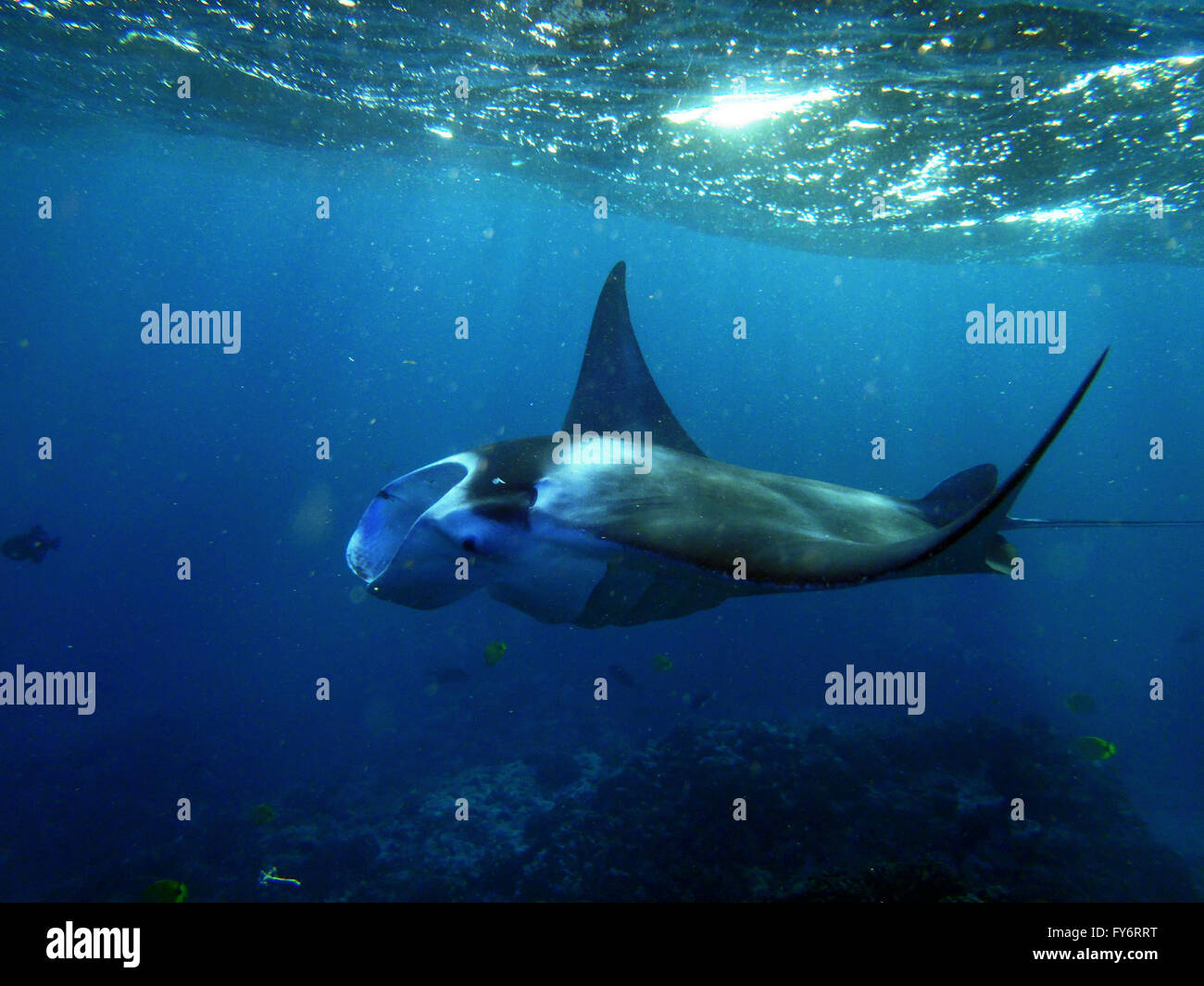 Large Manta Ray swims among small fish in Hanamau Bay Stock Photo - Alamy