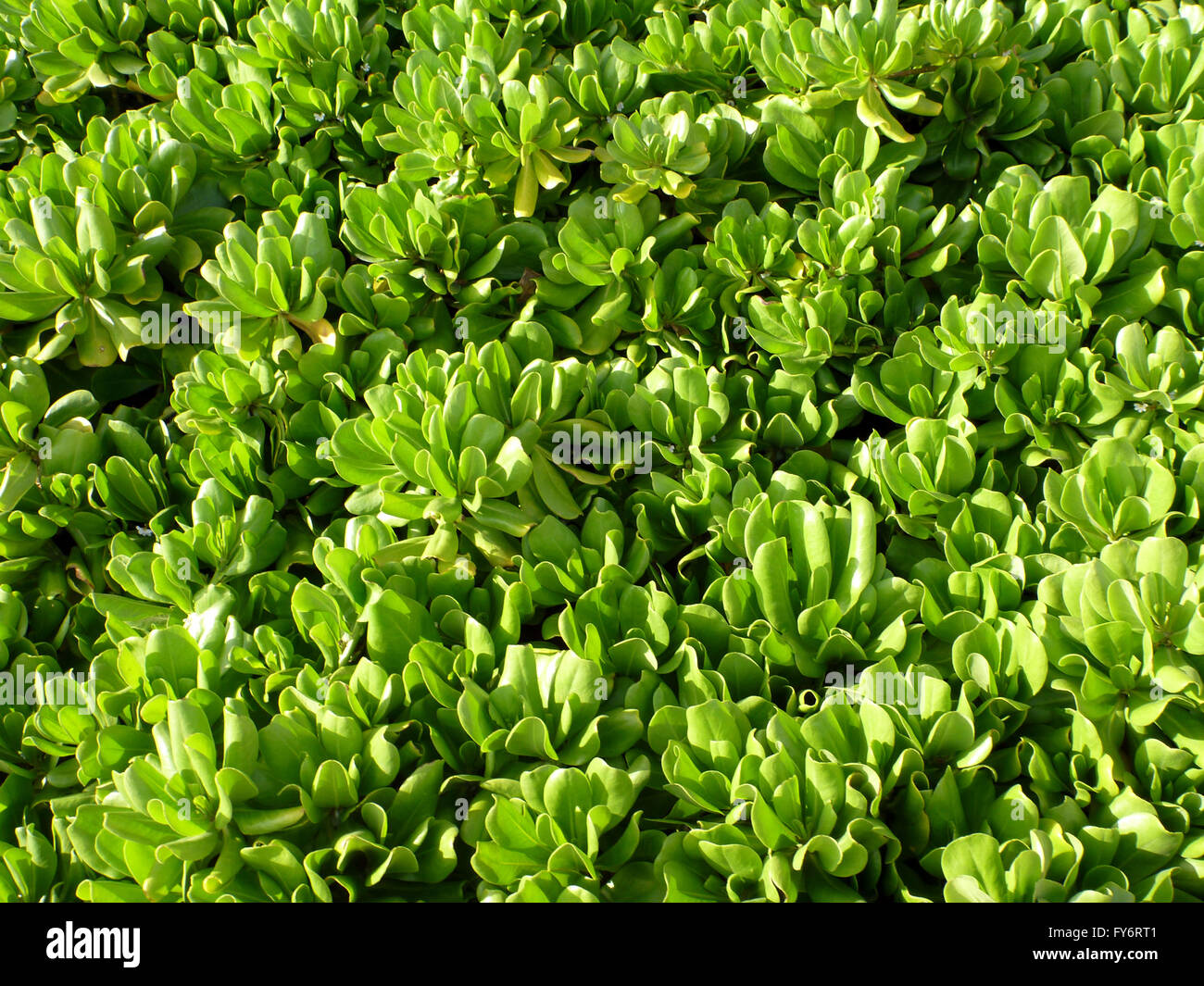 Overhead of Naupaka Kahakai making a cool pattern background Stock ...