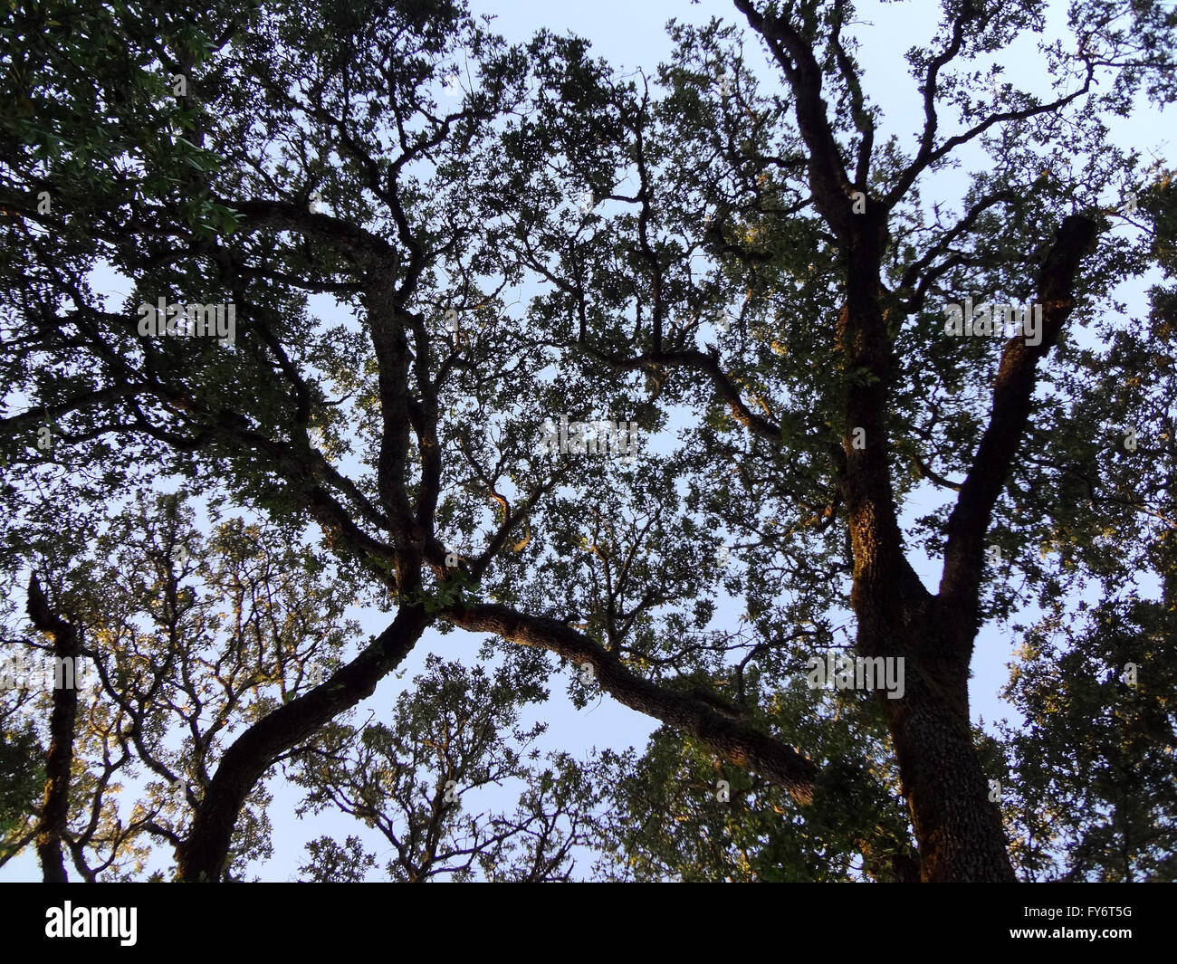 Tree Branch Texture with blue sky Stock Photo - Alamy