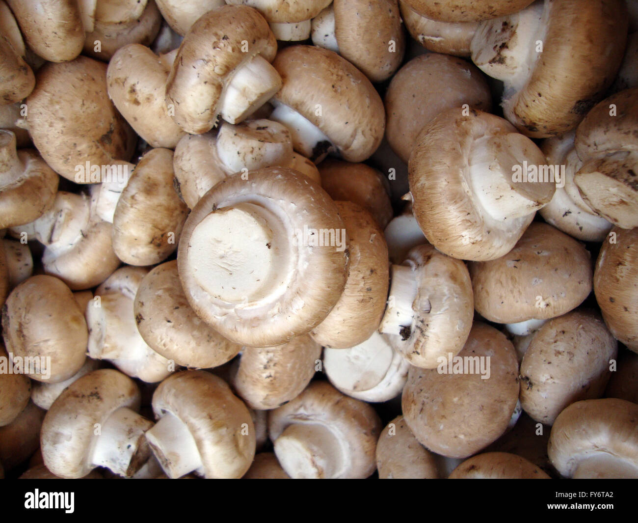 Mushrooms on display at a farmers Markets in San Francisco, CA Stock ...