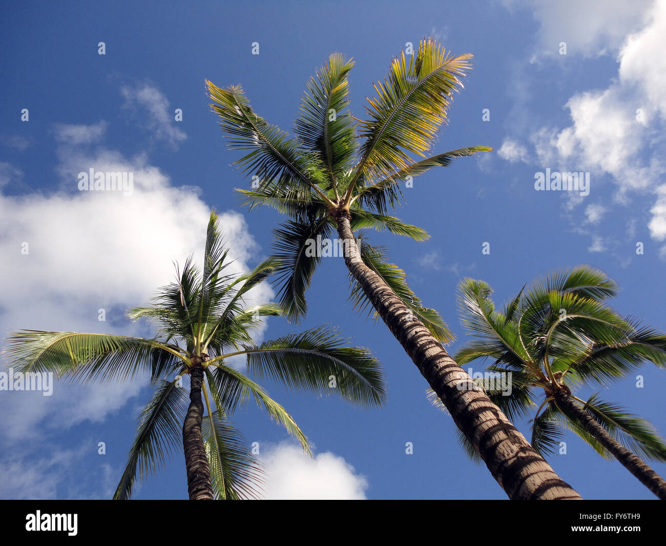 Looking up at Three Coconut trees against a blue cloud sky Stock Photo ...