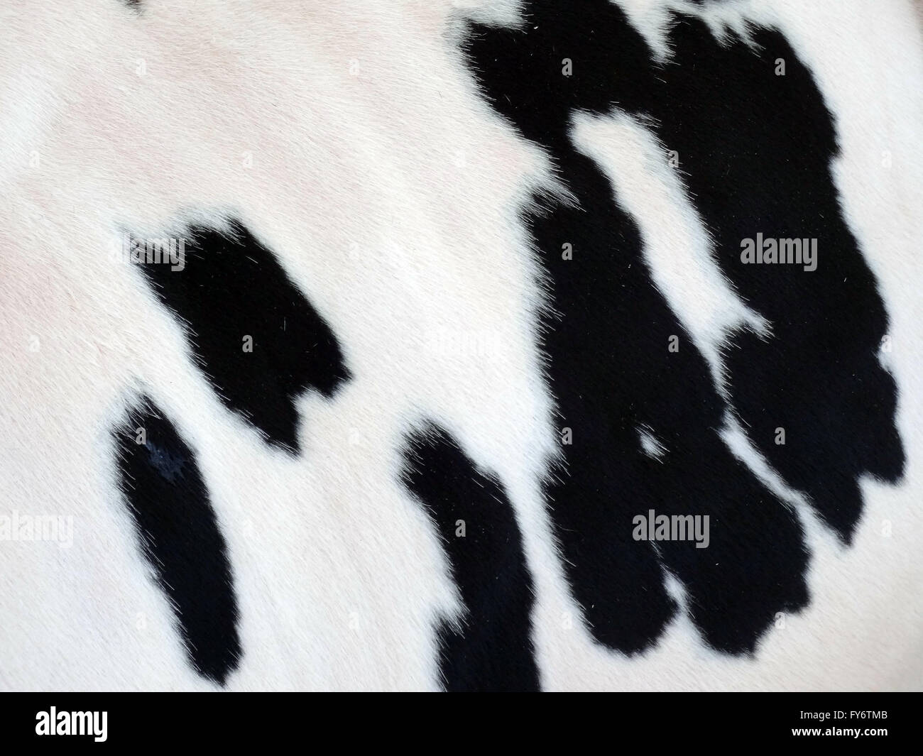 Black hairy skin hi-res stock photography and images - Alamy