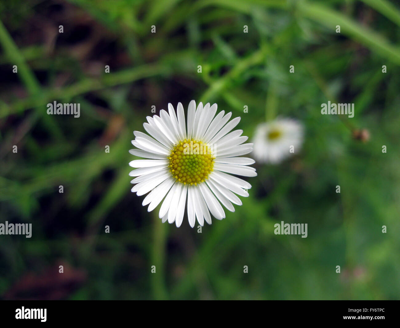 Tiny daisy hi-res stock photography and images - Alamy
