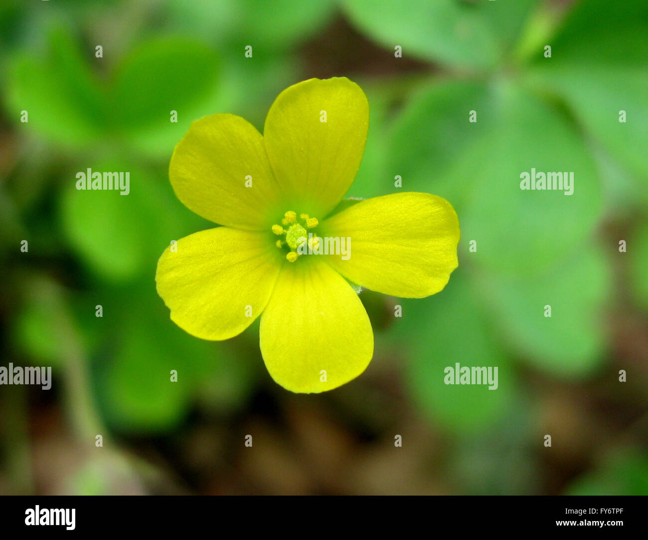 Himalayan Tiny Little Yellow Flower Stock Photo - Alamy