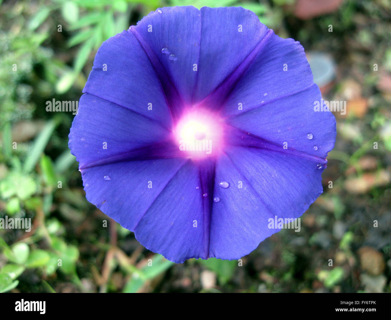 Blue dawn flower hi-res stock photography and images - Alamy