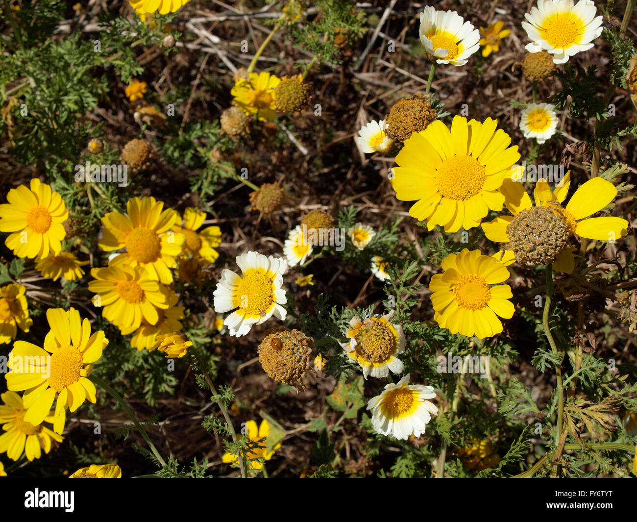 Round bug hi-res stock photography and images - Alamy
