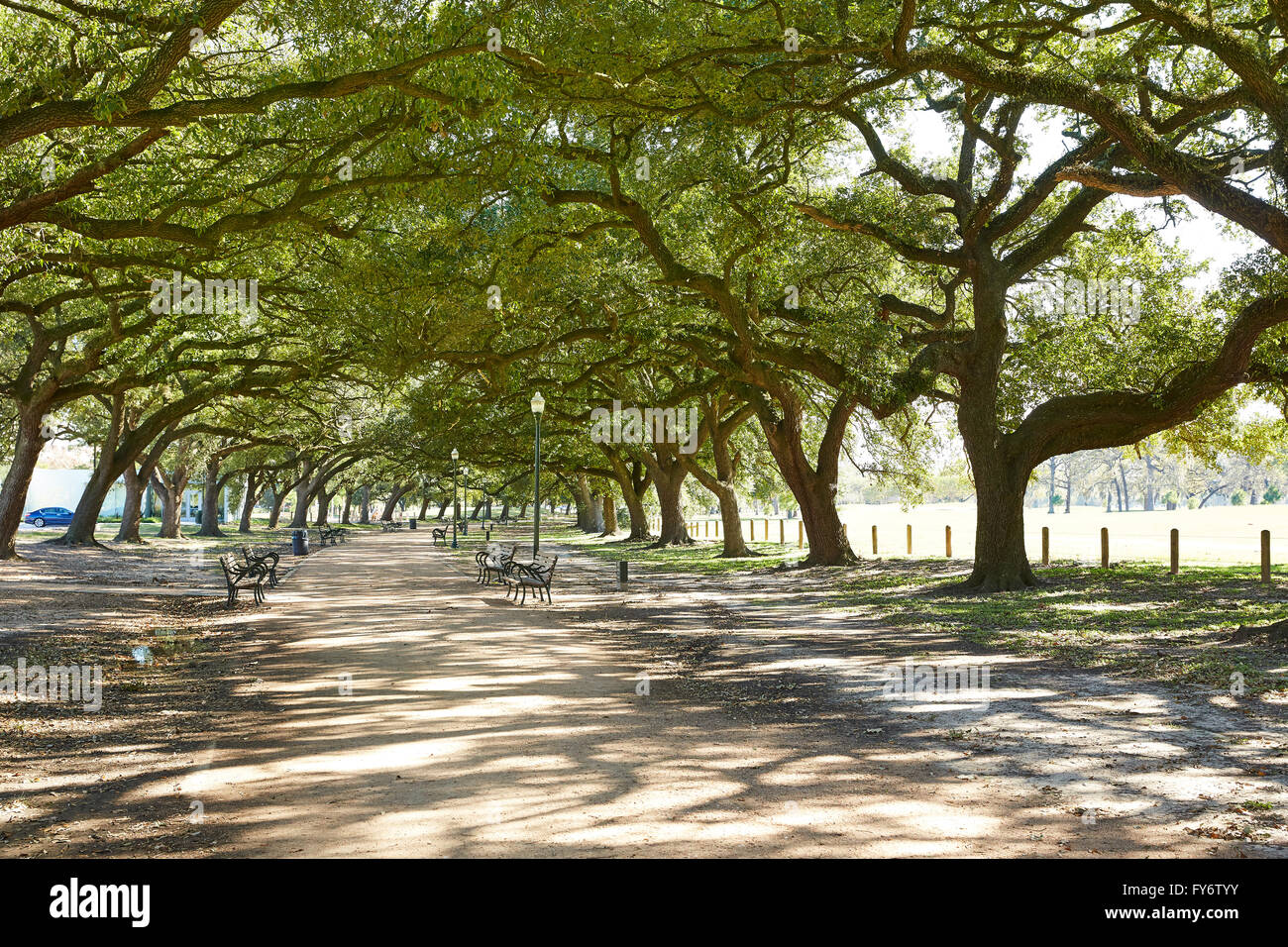 Houston Hermann park Marvin Taylor trail with big oaks at texas Stock ...