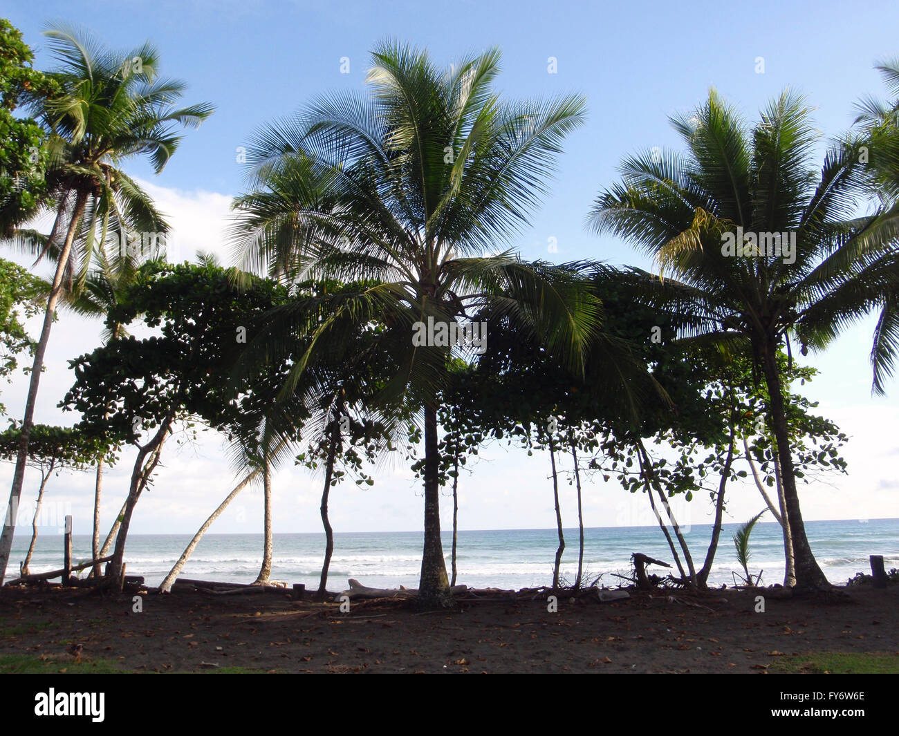 Row of Coconut trees with ocean in distance in Punta Banco, Costa Rica ...