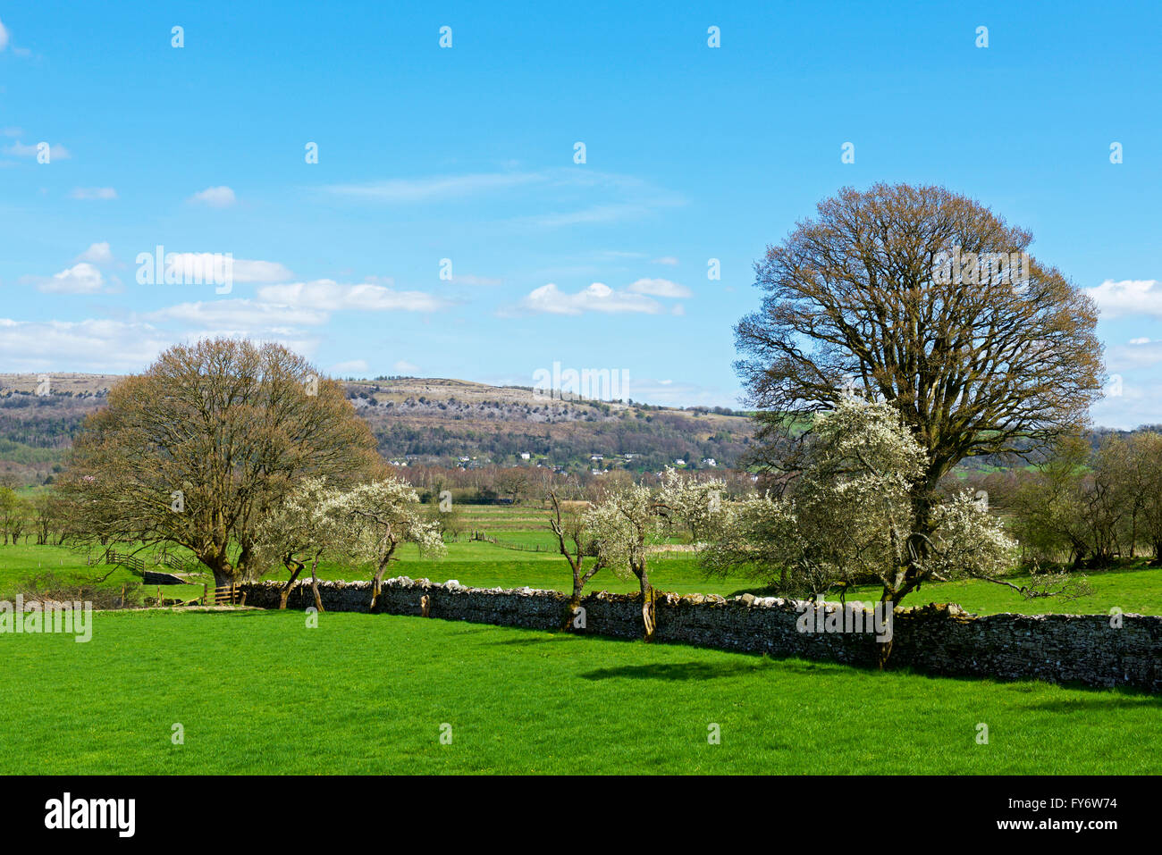 Damson trees in blossom, Lyth Valley, Cumbria, England UK Stock Photo ...
