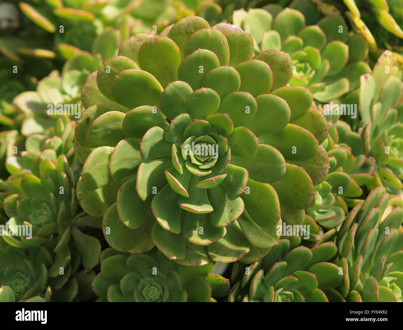 Spiral leaf pattern hi-res stock photography and images - Alamy