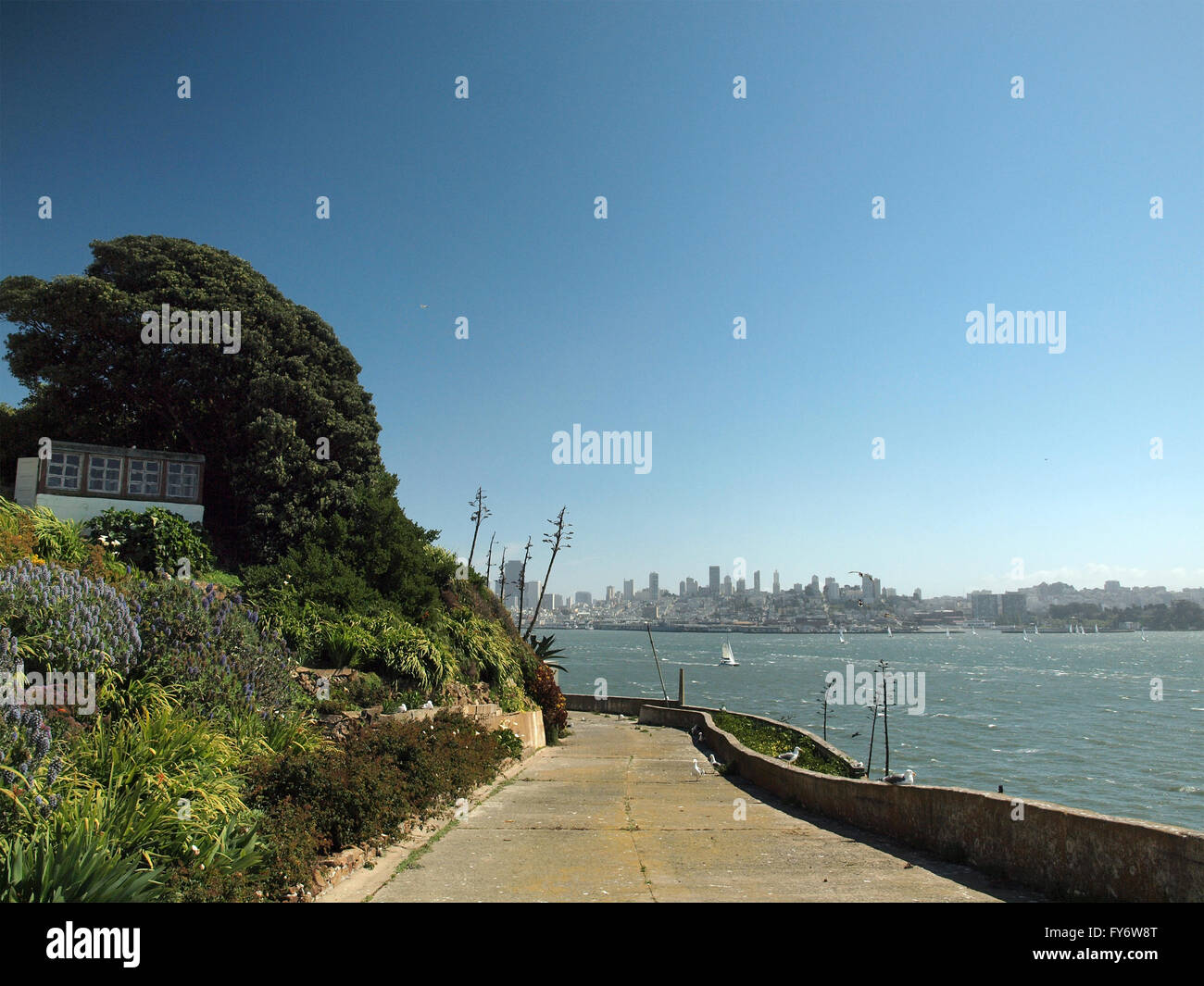 Alcatraz flower hi-res stock photography and images - Alamy