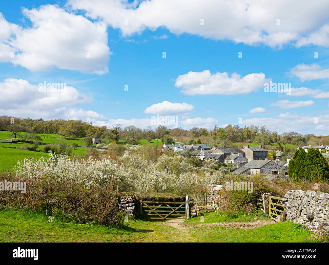 Damson trees in blossom, The Row, Lyth Valley, Cumbria, England UK ...