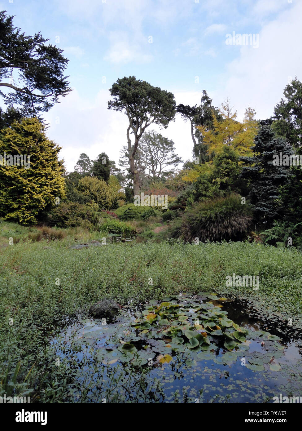 Tall trees filled green hi-res stock photography and images - Alamy