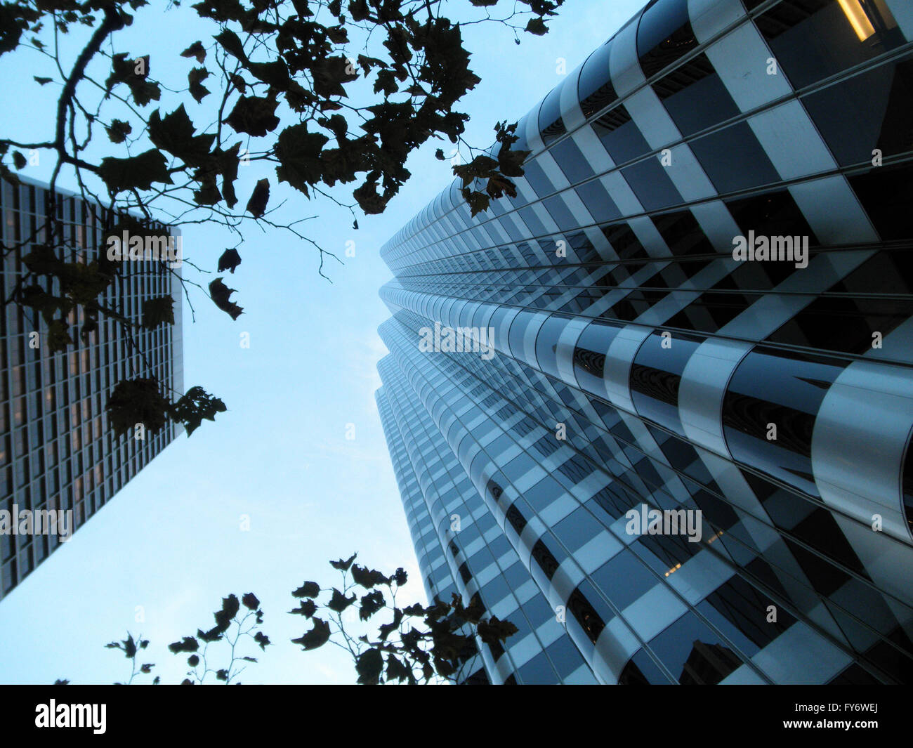 Looking up through branches at tall modern buildings at dusk in San ...
