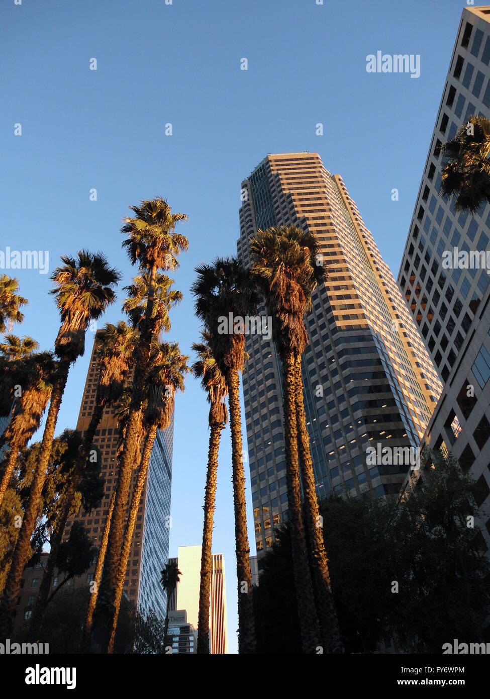 Looking up at Downtown LA Buildings and Palm trees at dusk with shadows ...