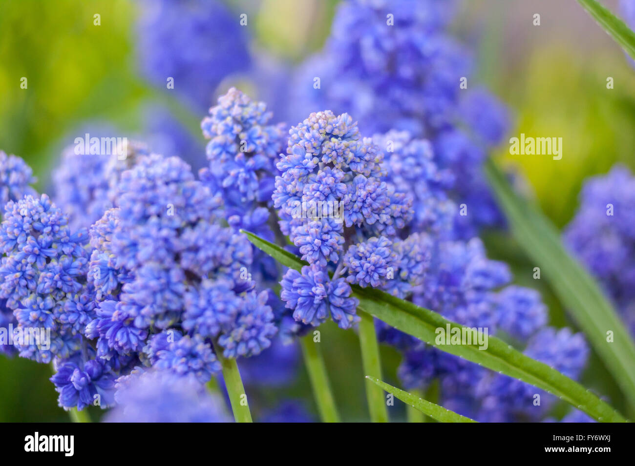 Muscari armeniacum 'Blue Spike' Grape hyacinth Stock Photo - Alamy
