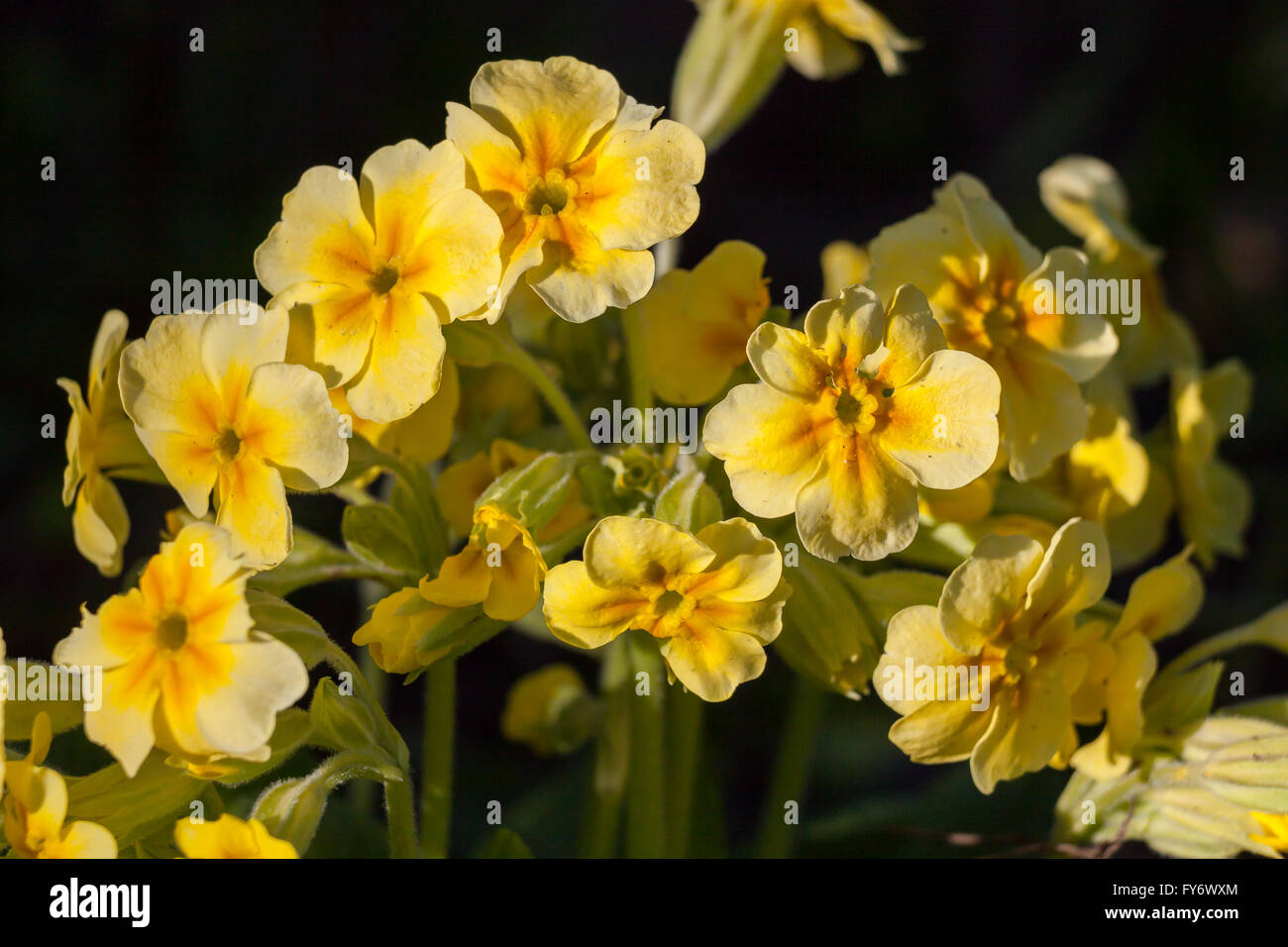 Primosa (Primula vulgaris Stock Photo - Alamy