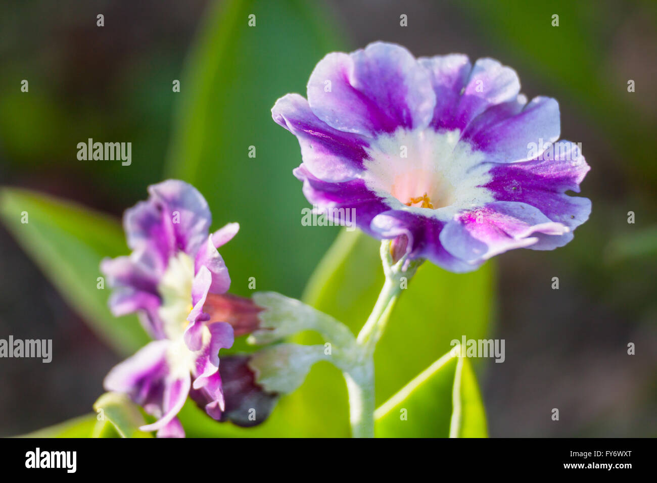 Primosa hi-res stock photography and images - Alamy