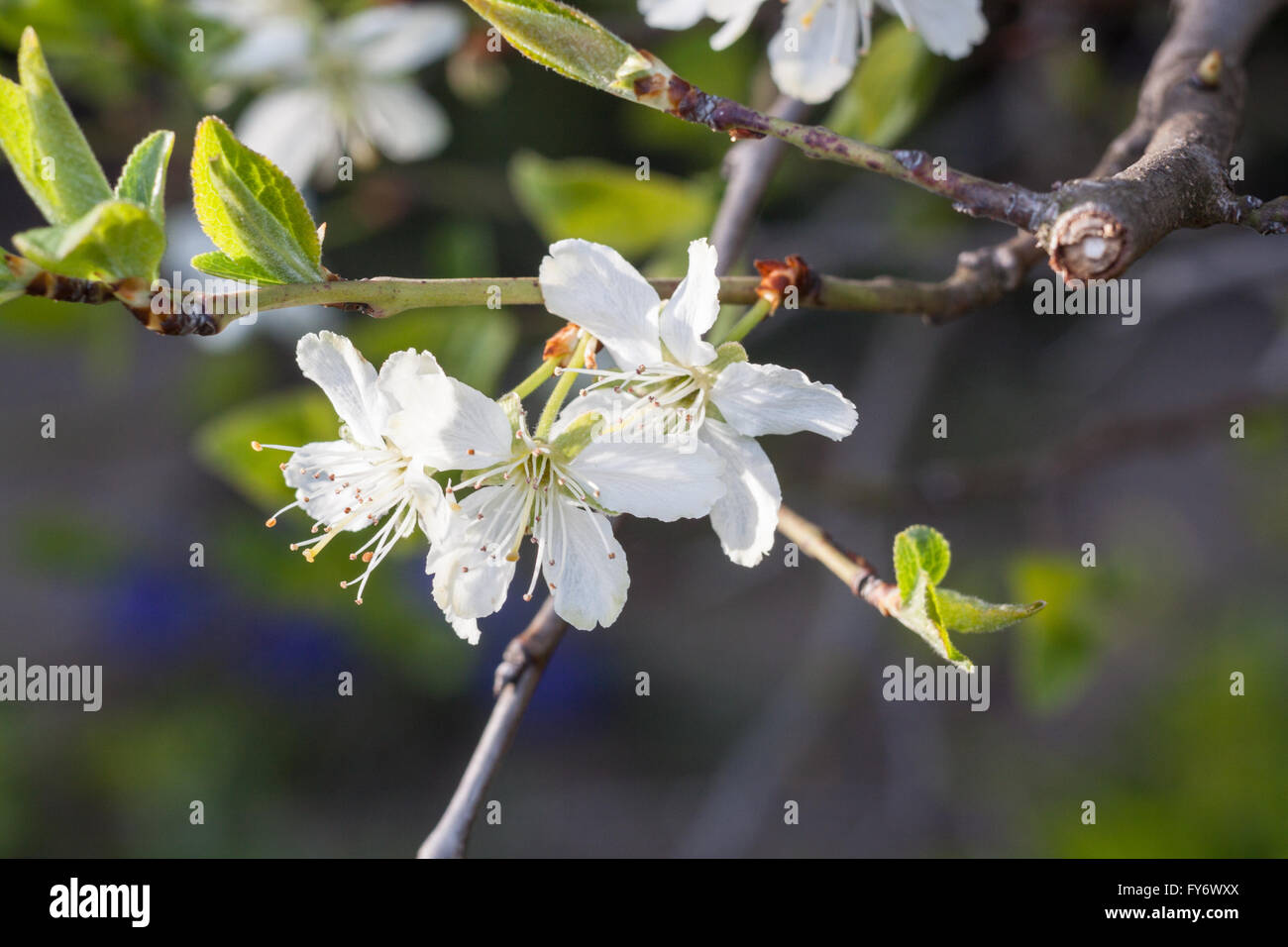 Plum flower hi-res stock photography and images - Alamy
