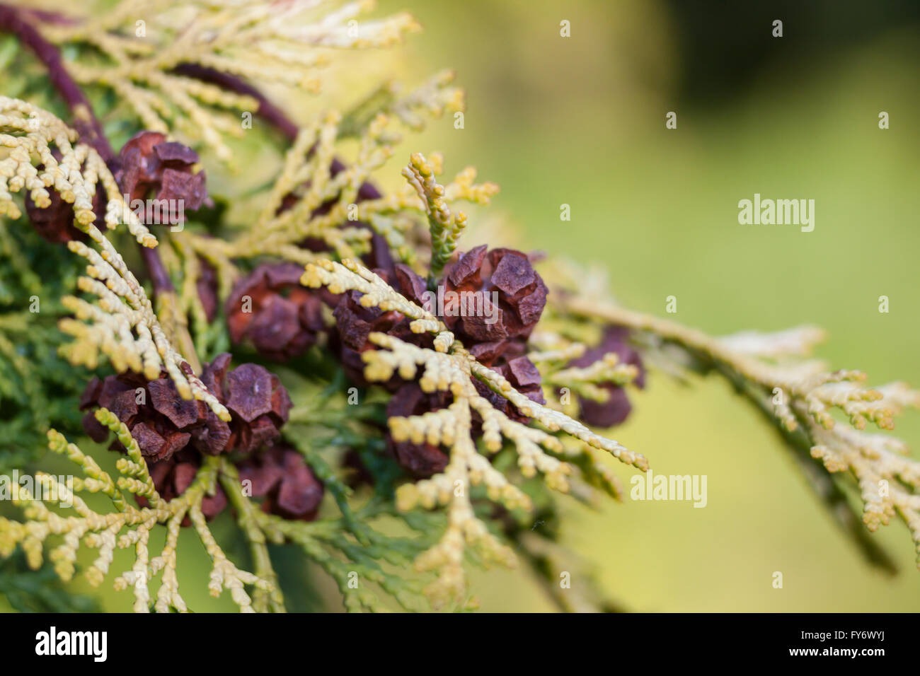 Thuja occidentalis tree nobody hi-res stock photography and images - Alamy