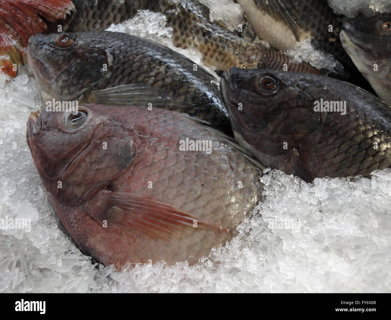 Row of Frozen Fish on display at an outdoor fish market Stock Photo - Alamy