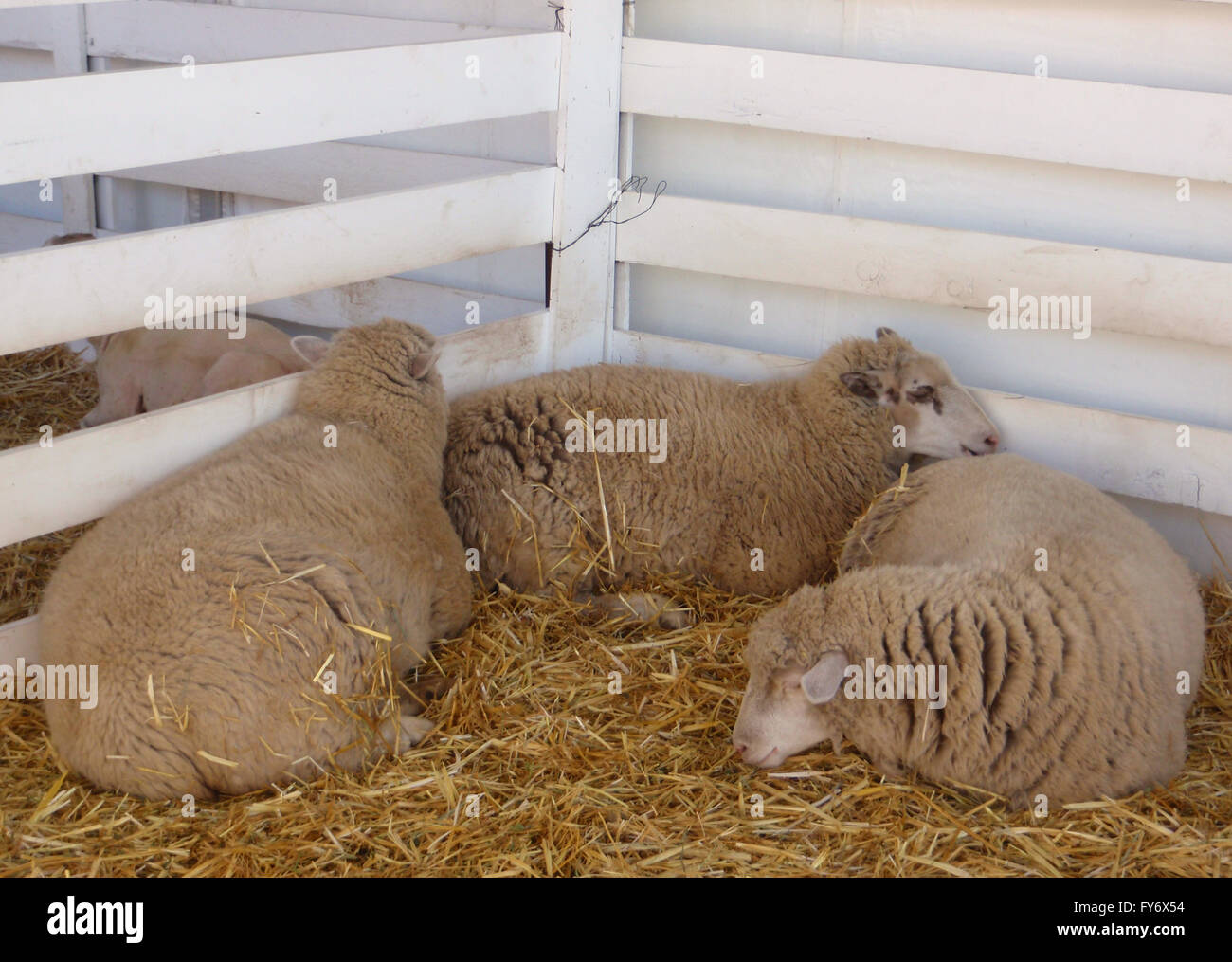 three sheep lay together as they sleep at a county fair Stock Photo - Alamy