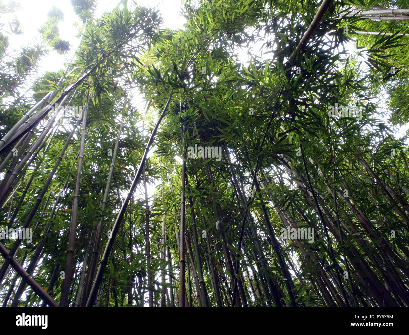 Bamboo forest oahu hi-res stock photography and images - Alamy