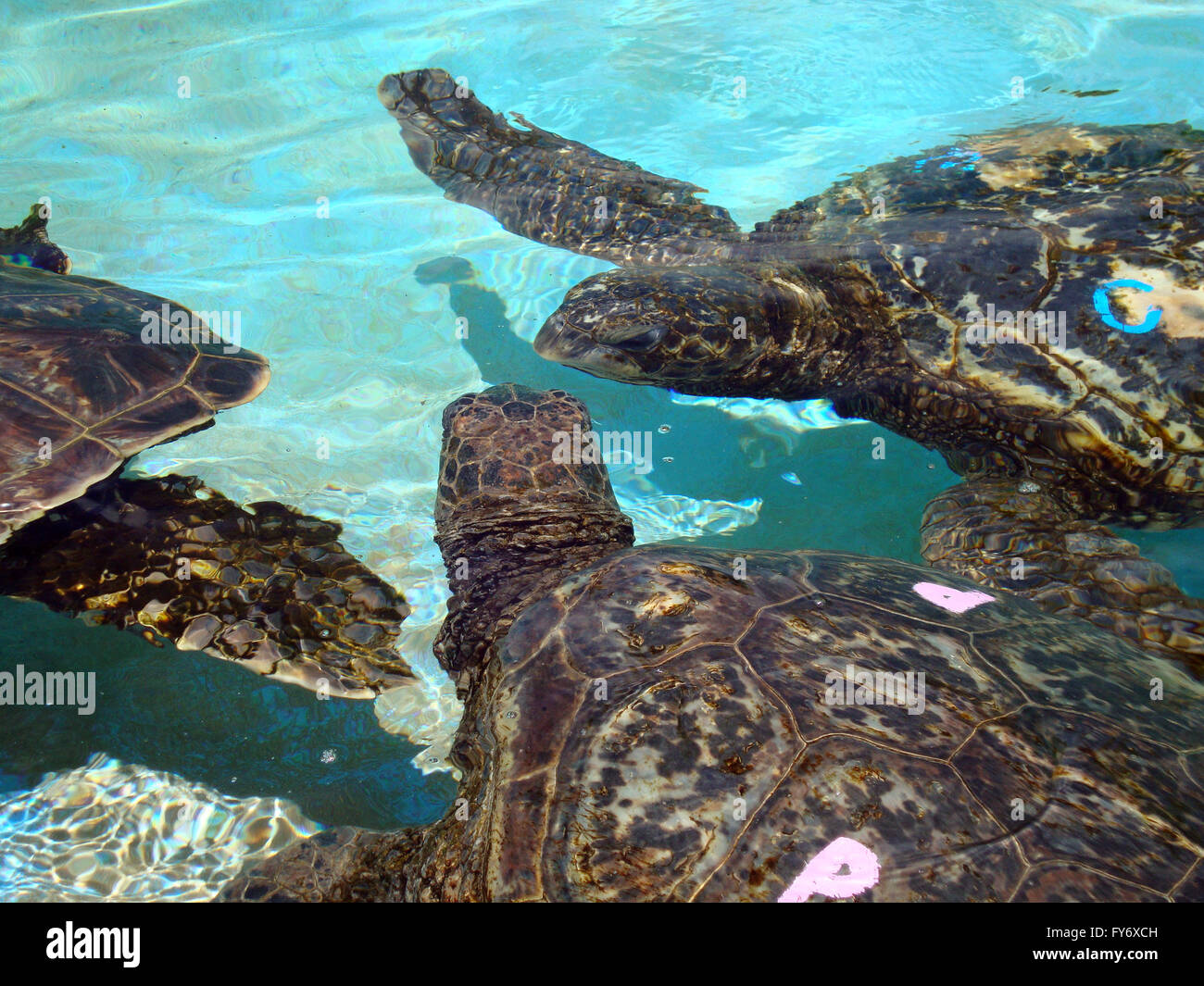 Captive Hawaiian Sea Turtles talk to each other under the shallow water ...