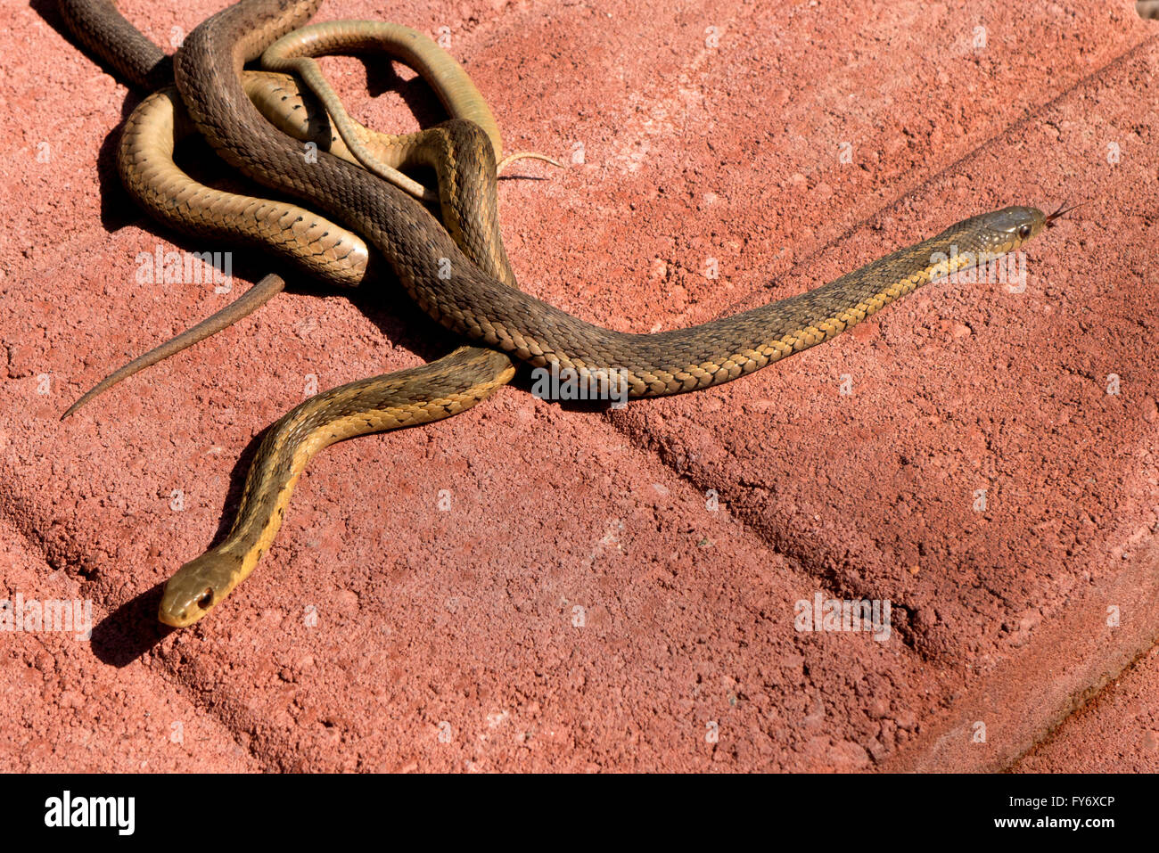 Non poisonous snakes hi-res stock photography and images - Alamy