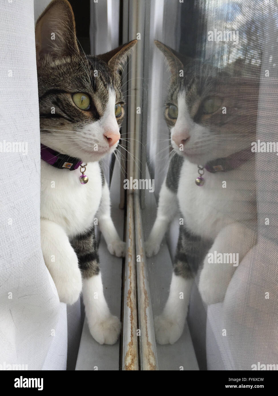 Kitten and his reflection Stock Photo - Alamy
