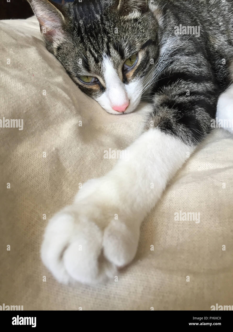 Reclining cat hi-res stock photography and images - Alamy