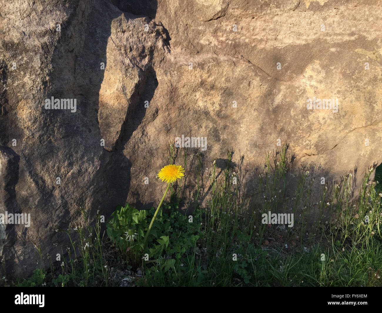 Stone wall with weed hi-res stock photography and images - Alamy