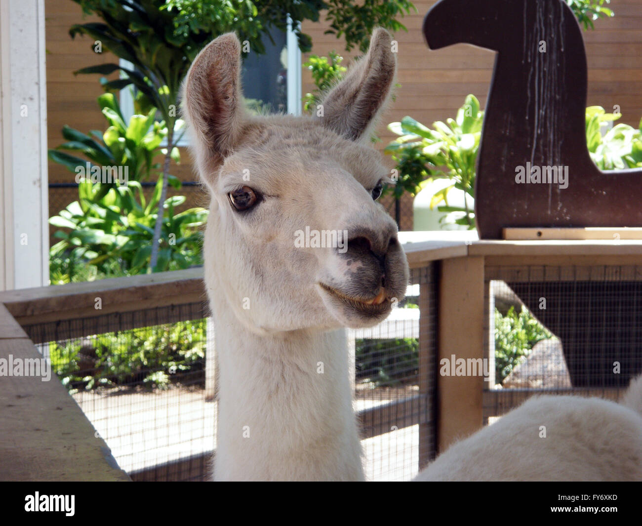 Funny lama hi-res stock photography and images - Alamy