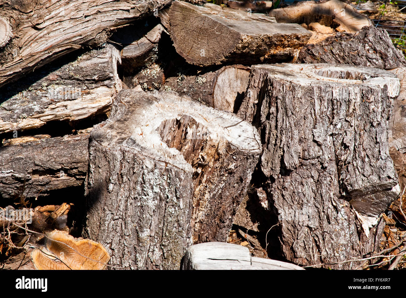 Axed tree hi-res stock photography and images - Alamy