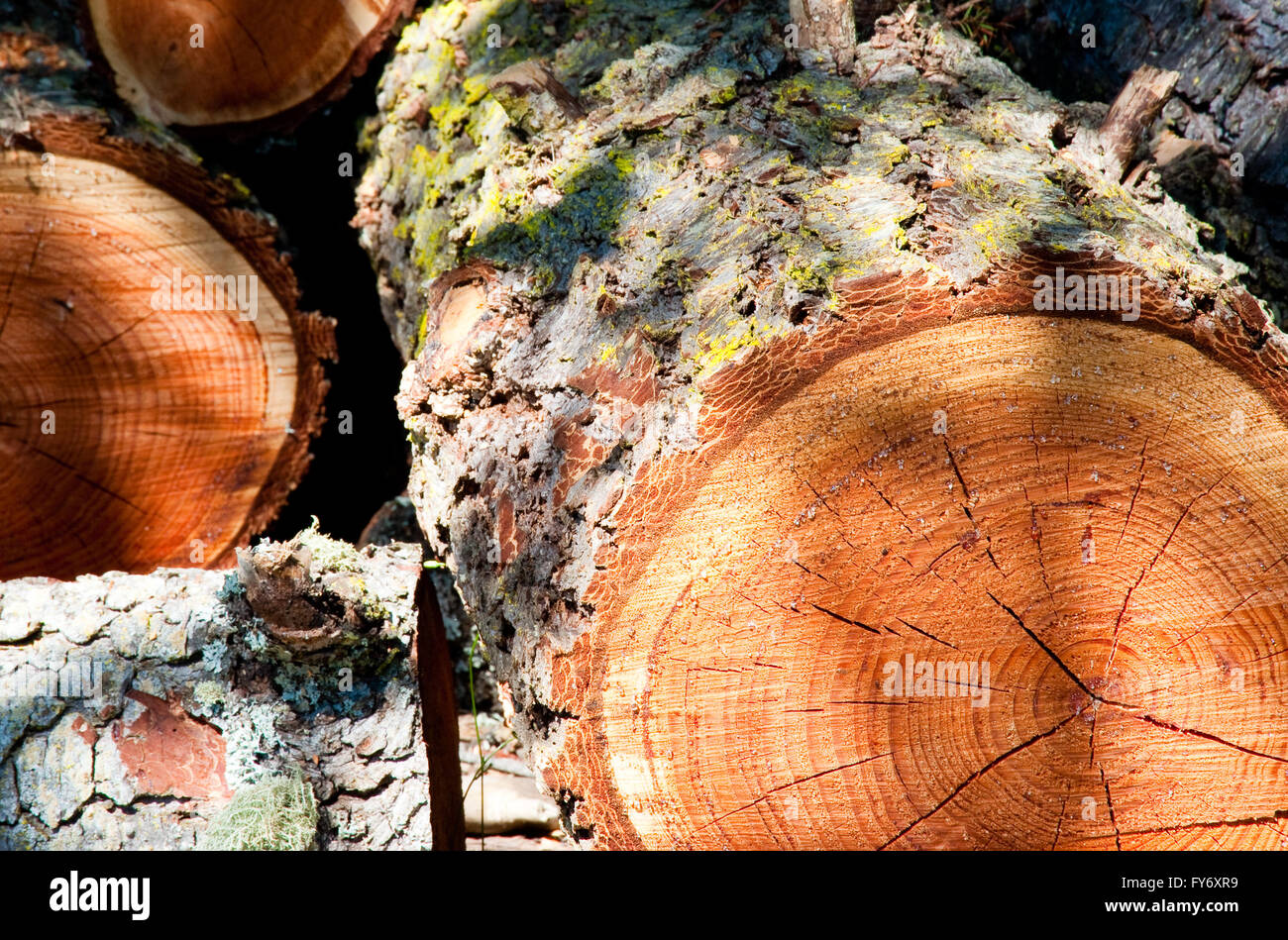 Axed tree hi-res stock photography and images - Alamy