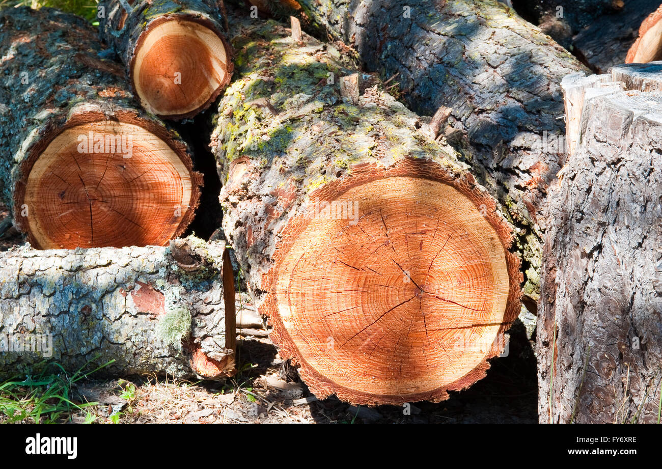 Axed tree hi-res stock photography and images - Alamy