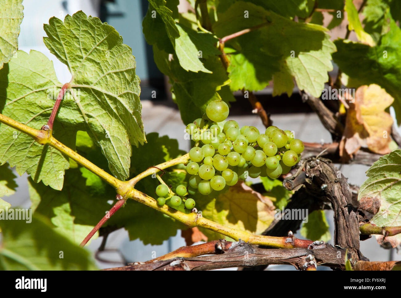 Healthy grape vines hi-res stock photography and images - Alamy