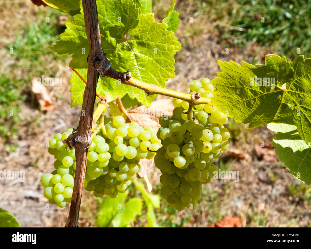 Grape vines in a garden Stock Photo - Alamy