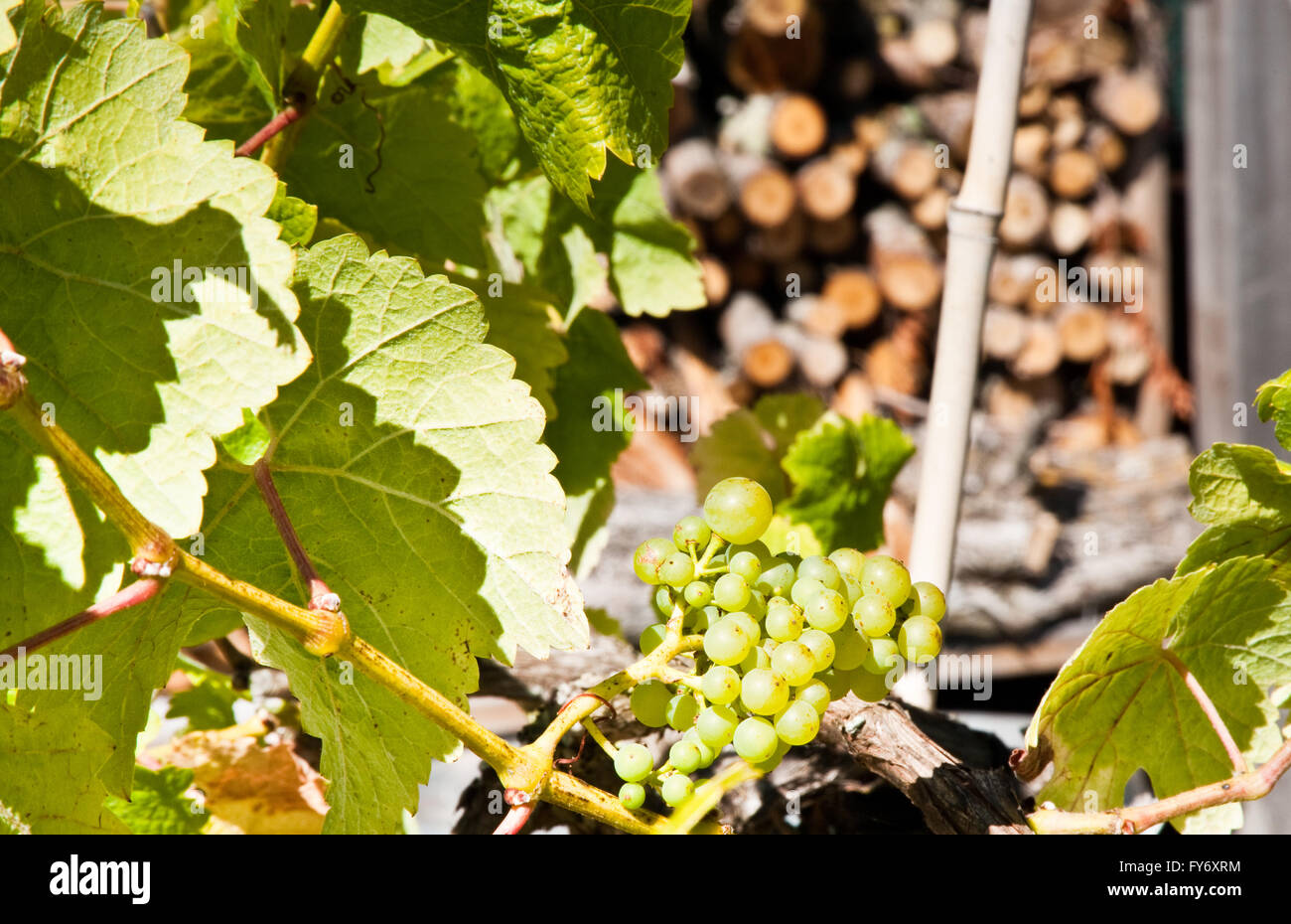 Healthy grape vines hi-res stock photography and images - Alamy