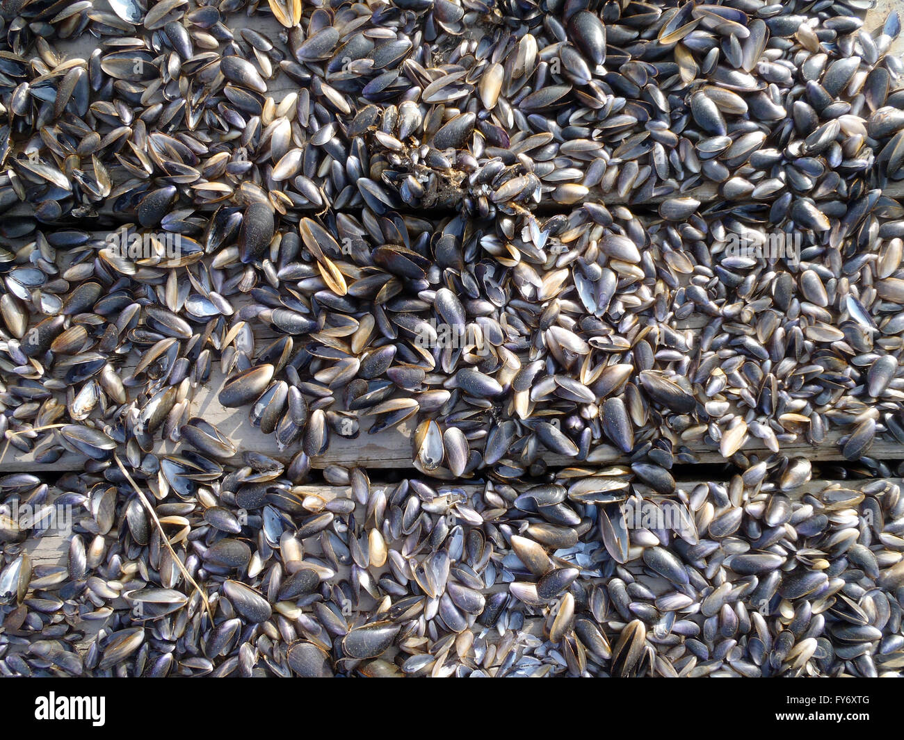 Small clam shells hi-res stock photography and images - Alamy