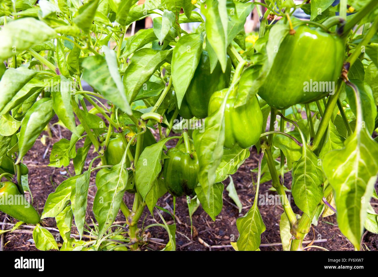 Green bell pepper hanging hi-res stock photography and images - Alamy